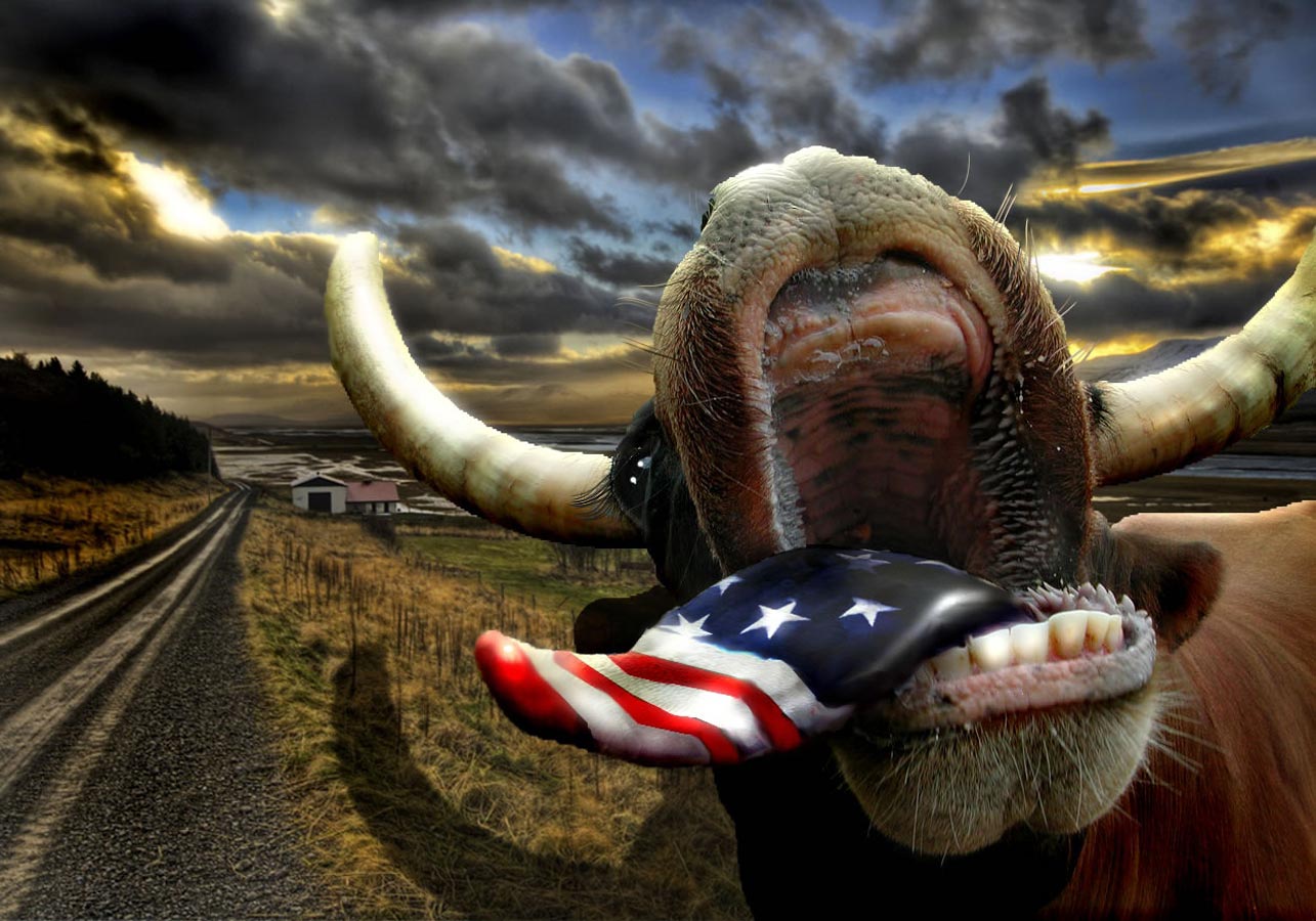 Patriotic.Cow_wallpapers_181 – US Represented